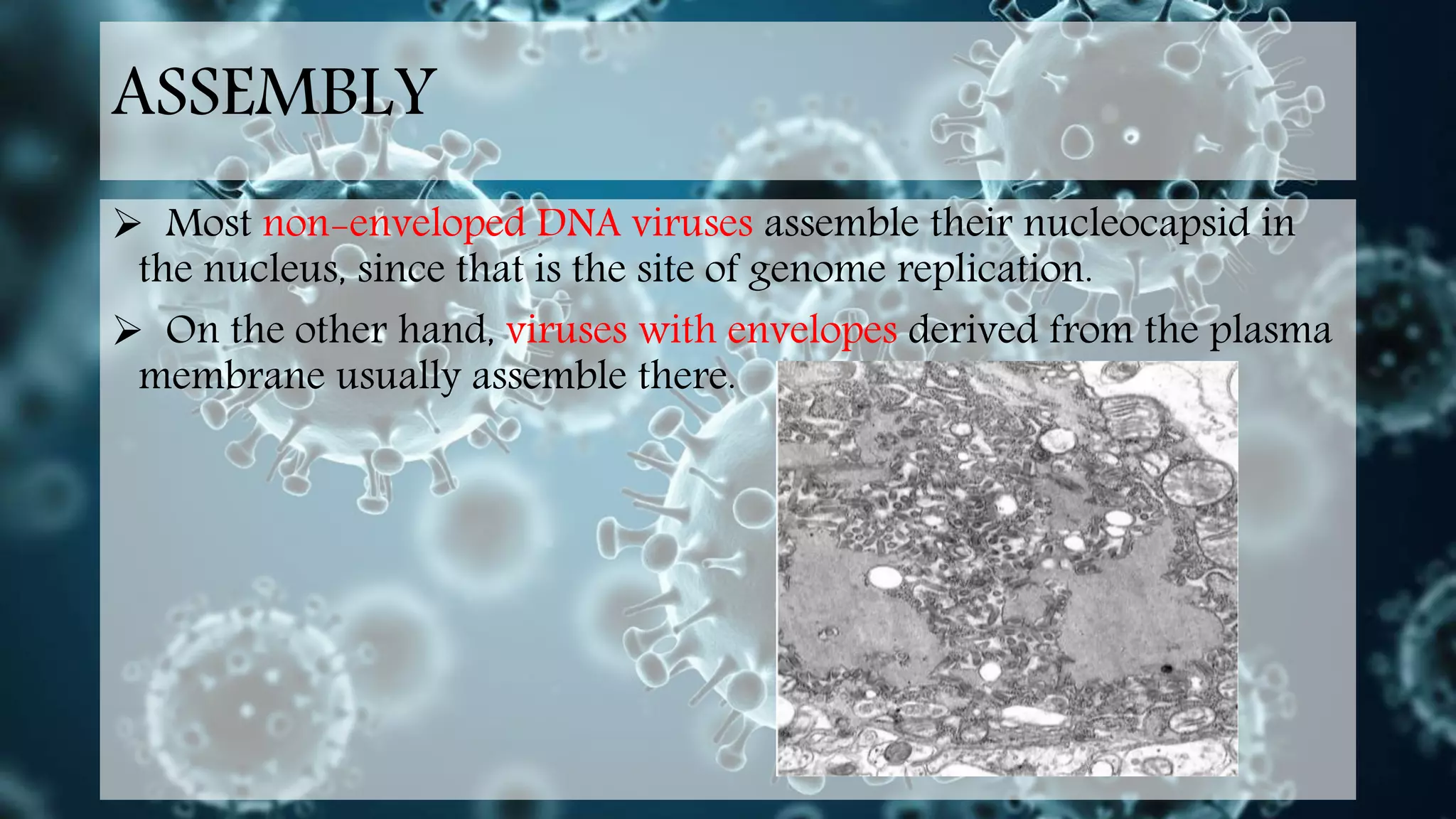 replication of RNA viruses with diagrams | PPTX