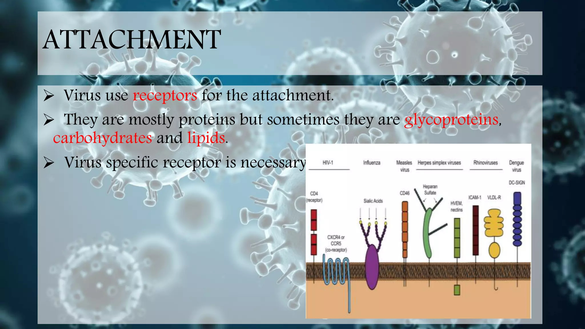 replication of RNA viruses with diagrams | PPTX