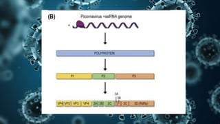 replication of RNA viruses with diagrams | PPTX