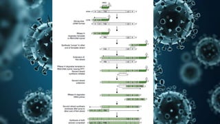 replication of RNA viruses with diagrams | PPTX