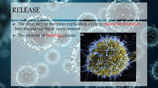 replication of RNA viruses with diagrams | PPTX