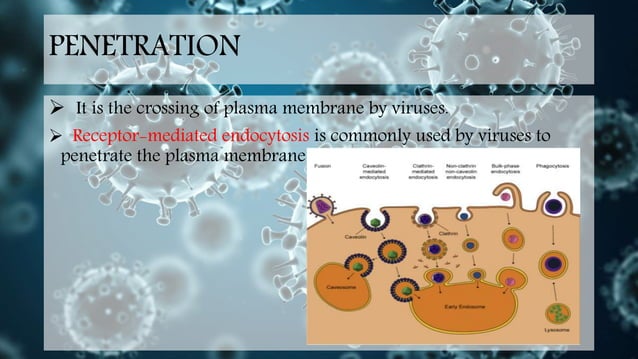 replication of RNA viruses with diagrams | PPTX