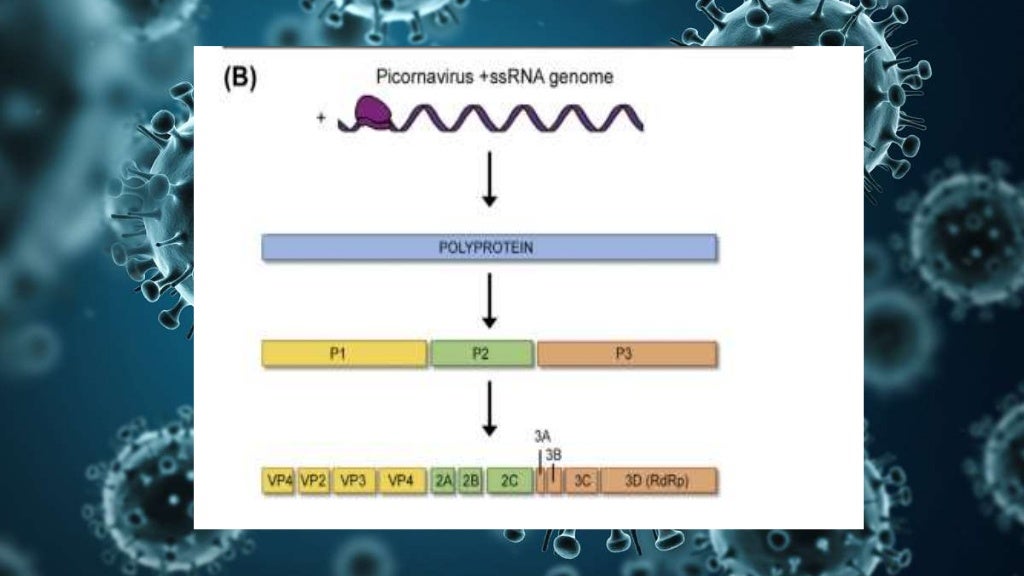 replication of RNA viruses with diagrams