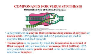 Plant Virus replication.pptx