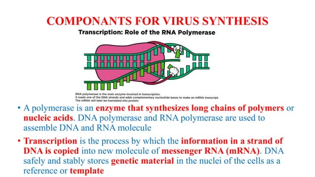 Plant Virus replication.pptx | Biological Sciences | Science