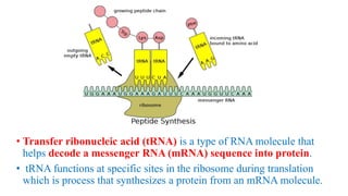 Plant Virus replication.pptx