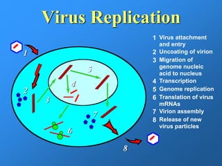 VIRUS_REPLICATION.pdf