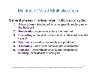 Virus Replication DNA and RNA viruses-virology | PDF