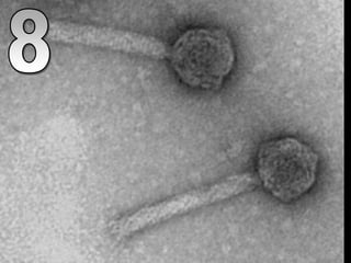 Virus, Viruses, PowerPoint Review Game, Quiz, Biology, | PPT