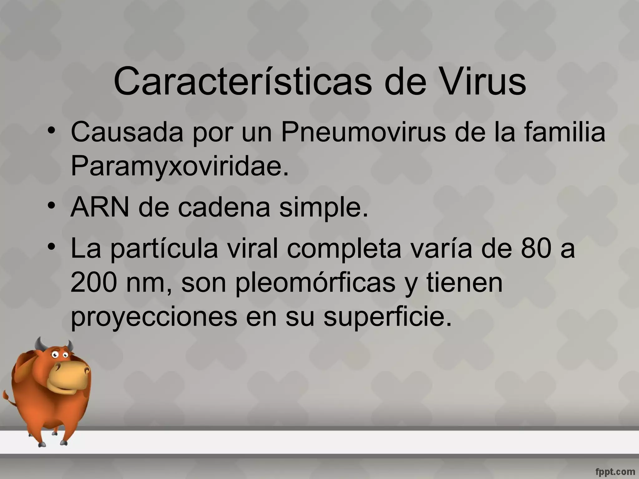 Virus Sincitial Respiratorio Bovino Ppt