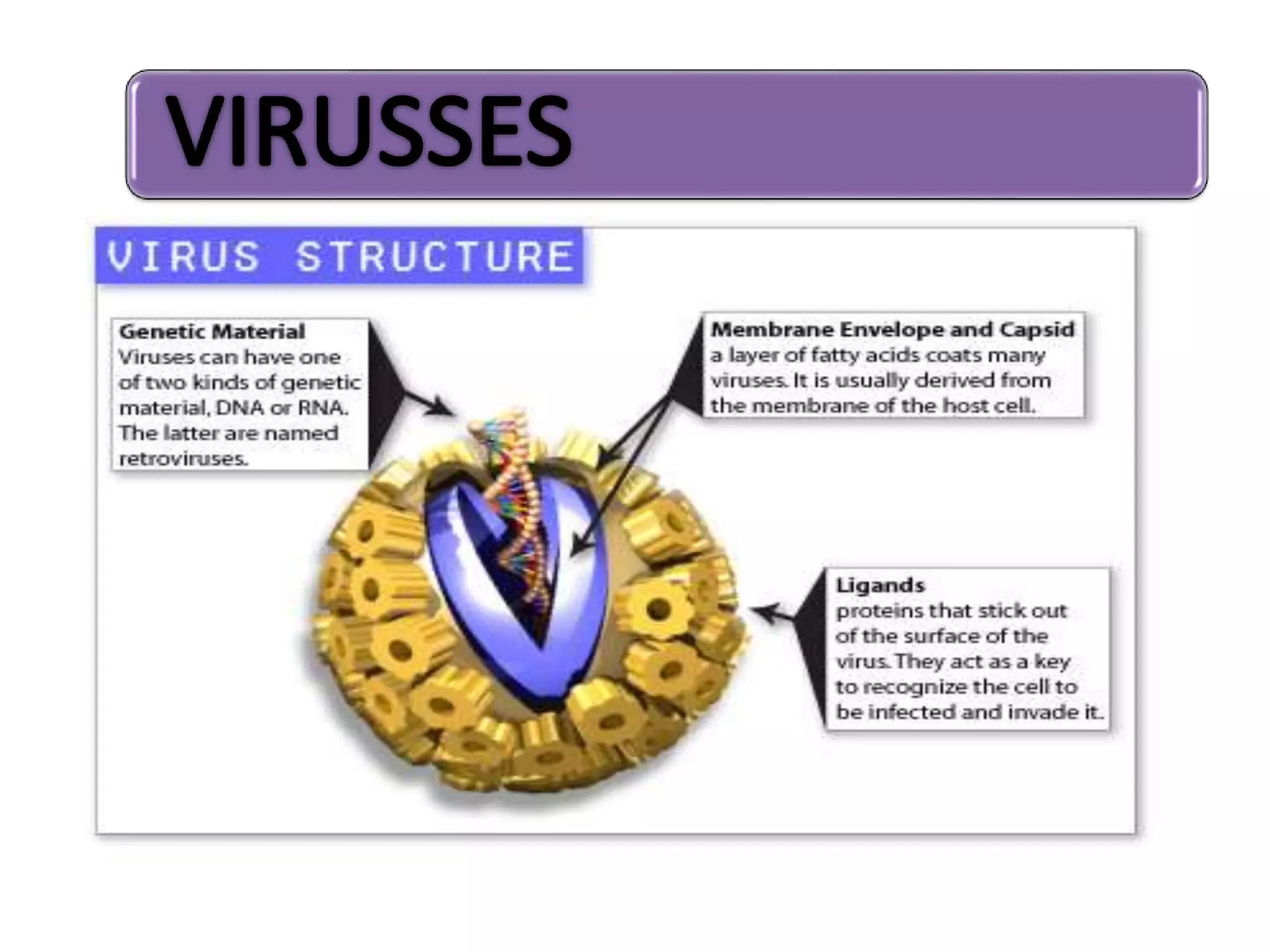 Virus slides | PPT