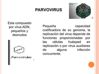 Virus ss dna parvovirus | PPTX