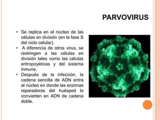 Virus ss dna parvovirus | PPTX