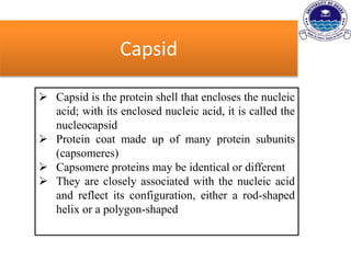 Virus structure by Kainat Ramzan | PPT
