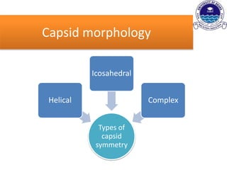 Virus structure by Kainat Ramzan | PPT