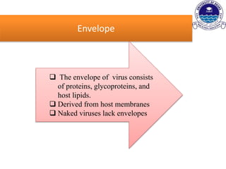 Virus structure by Kainat Ramzan | PPT