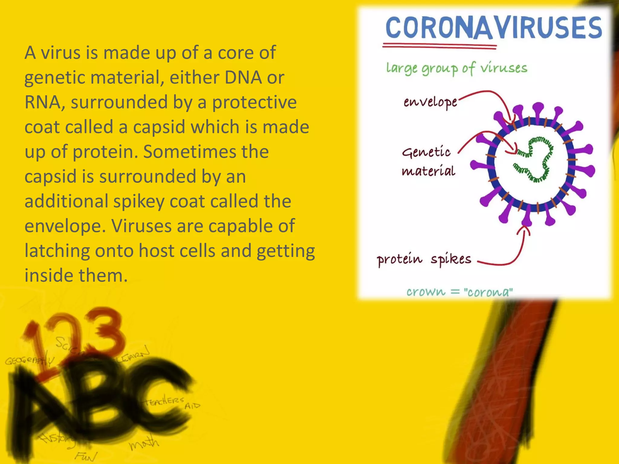 virus structure.pdf