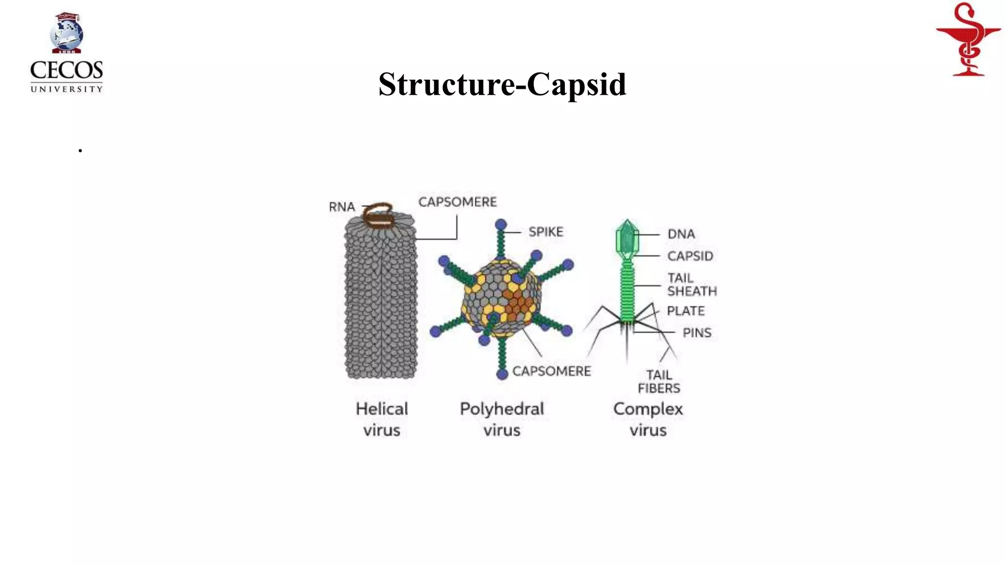 Virus Structure Pptx