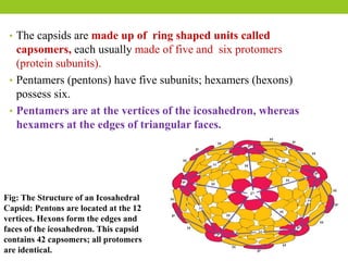 Virus structure and classification | PPT