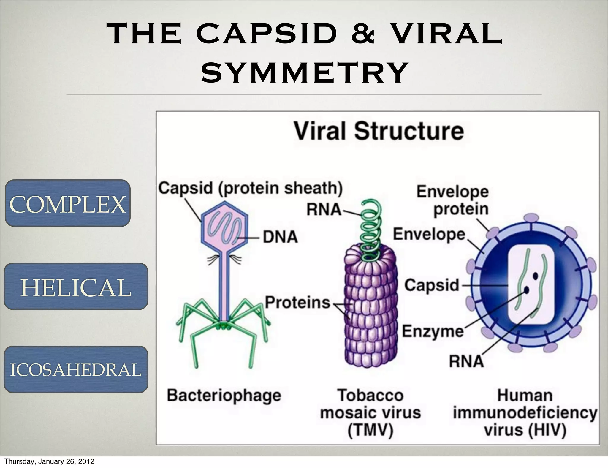 Virus structure: classification: replication | PDF | Genetics | Science