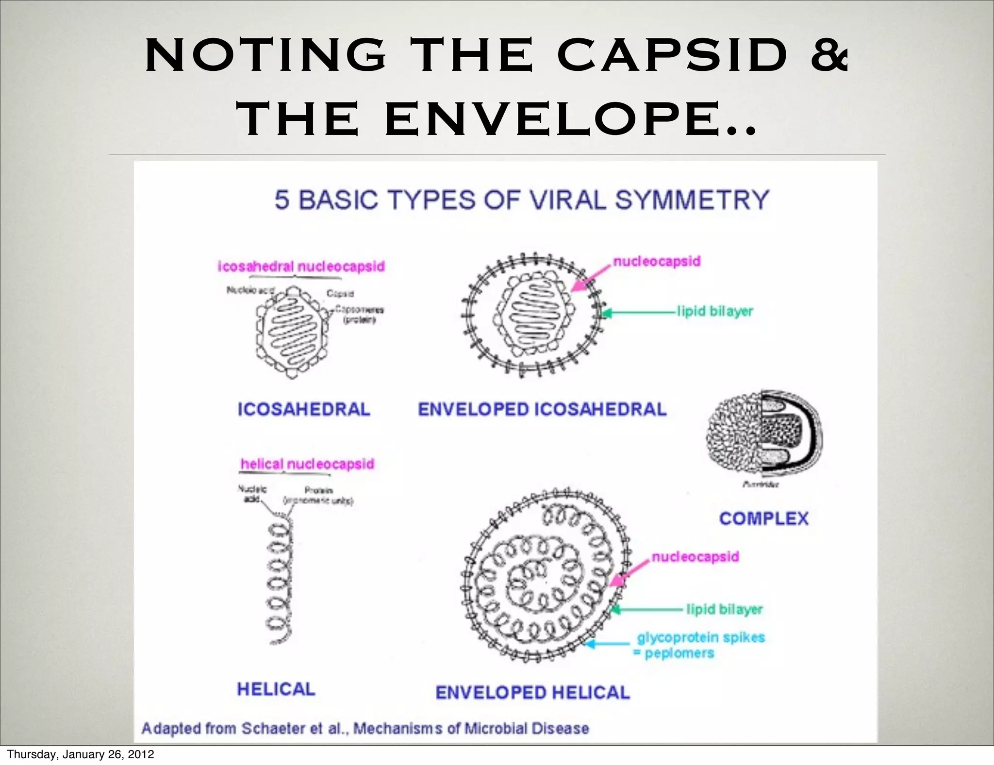 Virus structure: classification: replication | PDF | Genetics | Science