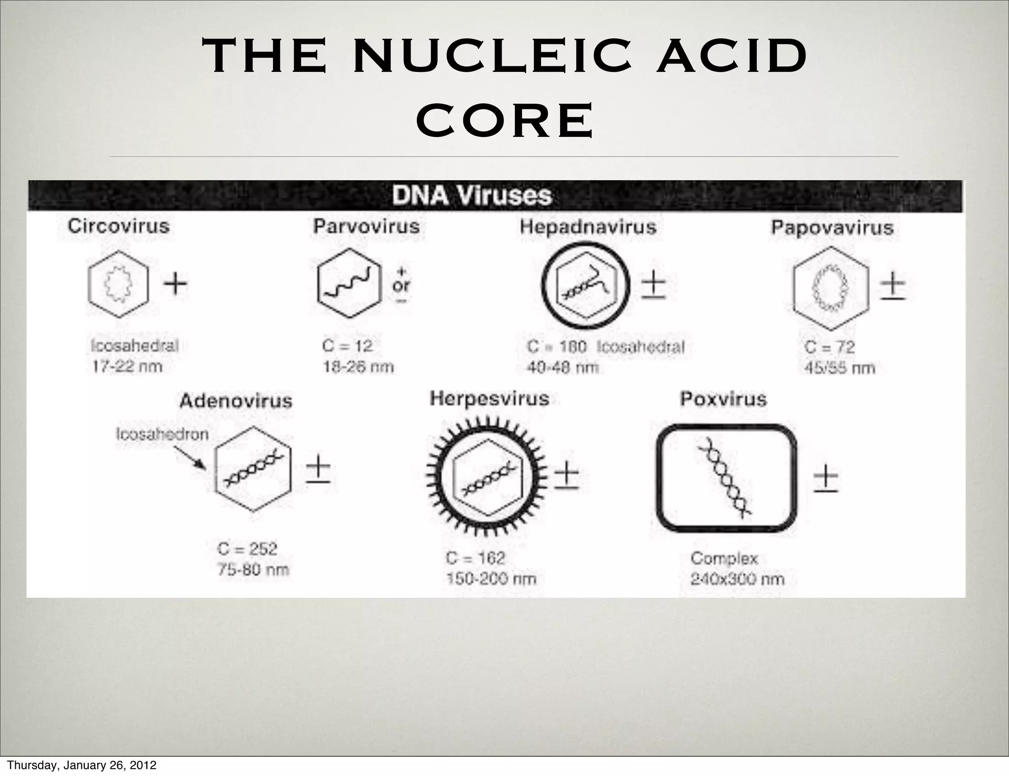 Virus structure: classification: replication | PDF | Genetics | Science