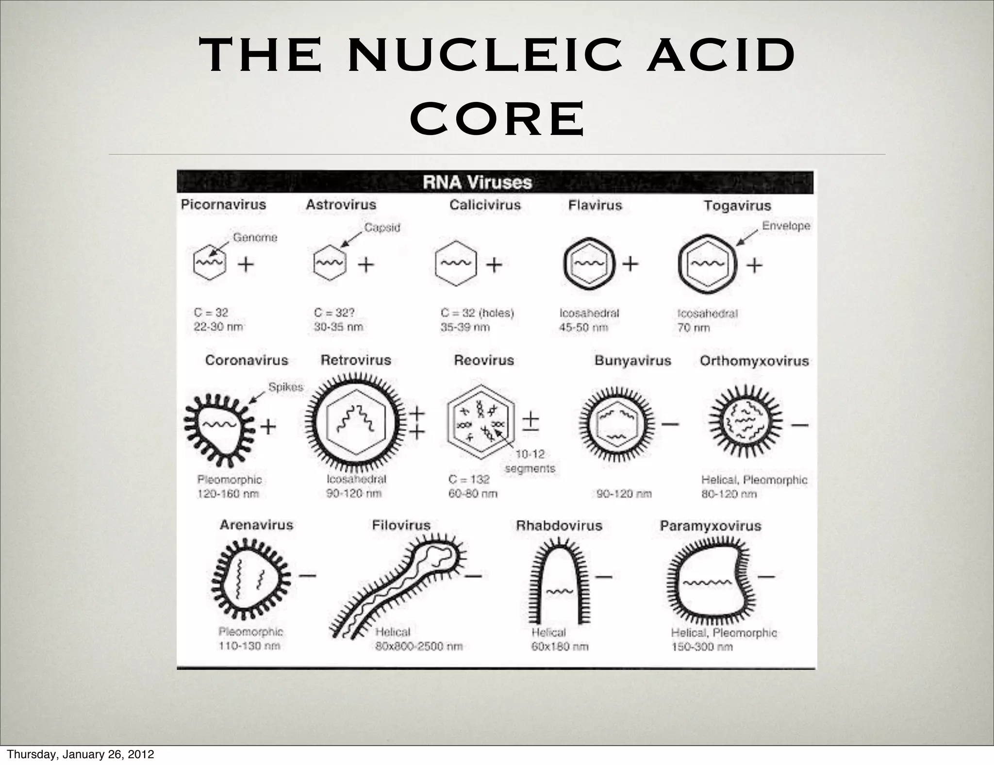 Virus structure: classification: replication | PDF | Genetics | Science