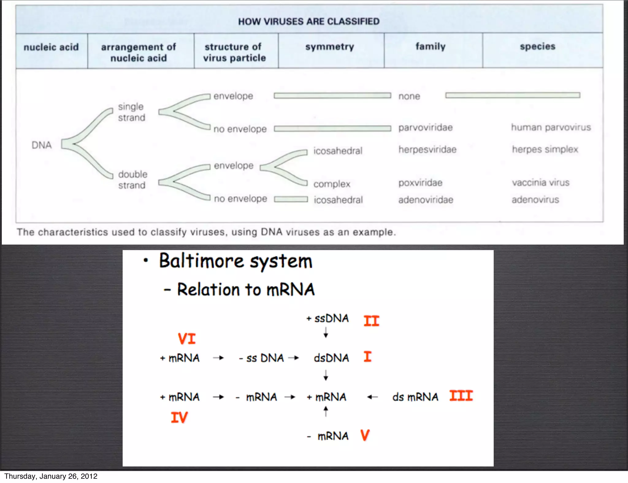 Virus structure: classification: replication | PDF | Genetics | Science