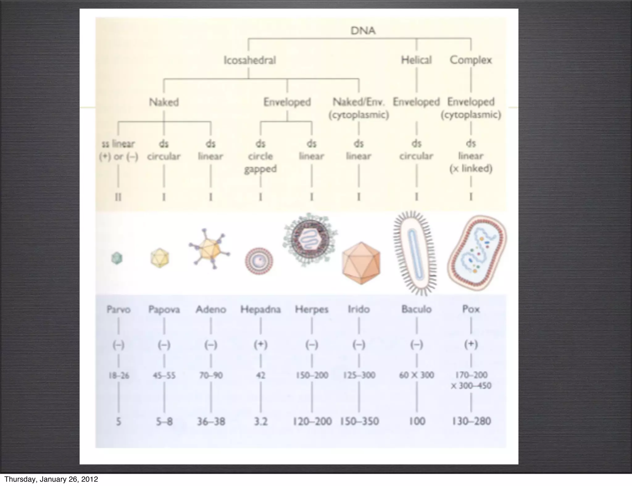 Virus structure: classification: replication | PDF | Genetics | Science