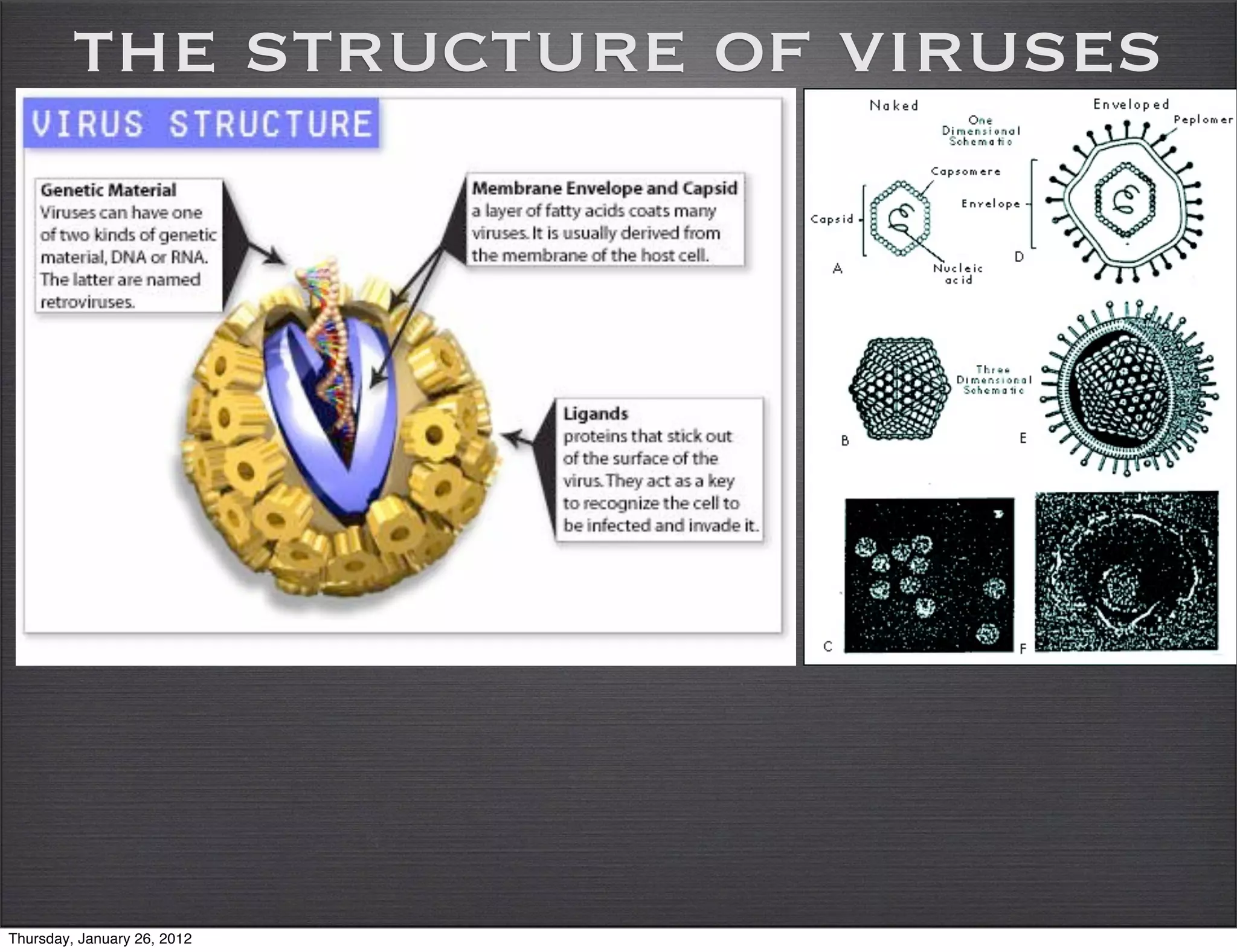 Virus structure: classification: replication | PDF