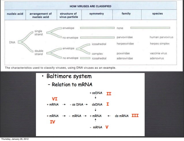 Virus structure: classification: replication | PDF | Genetics | Science