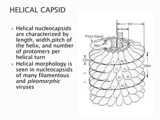 Virus structure Dr CK SUTHAR | PPT