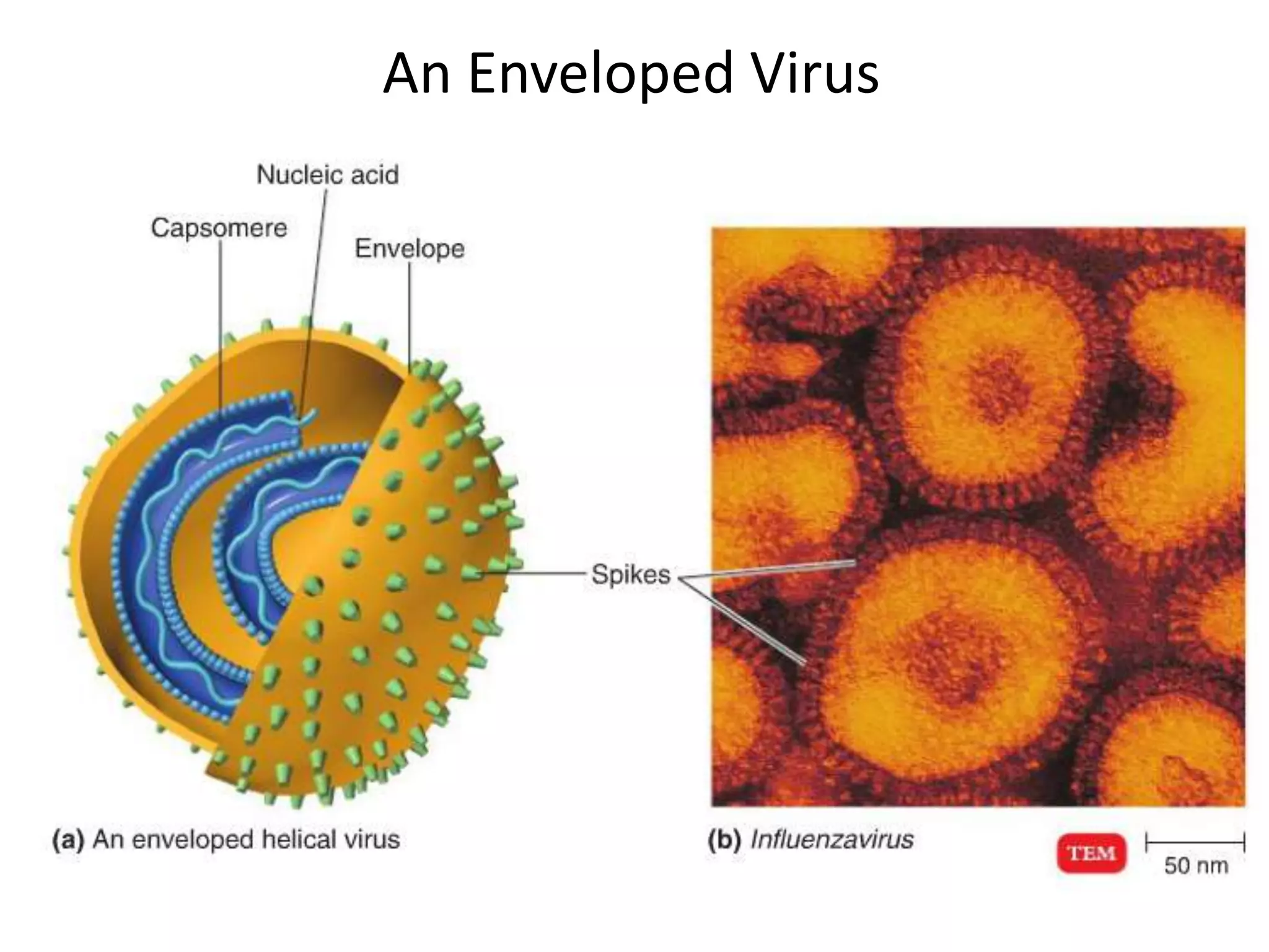 8 - Virus Structure Multiplication | PPT