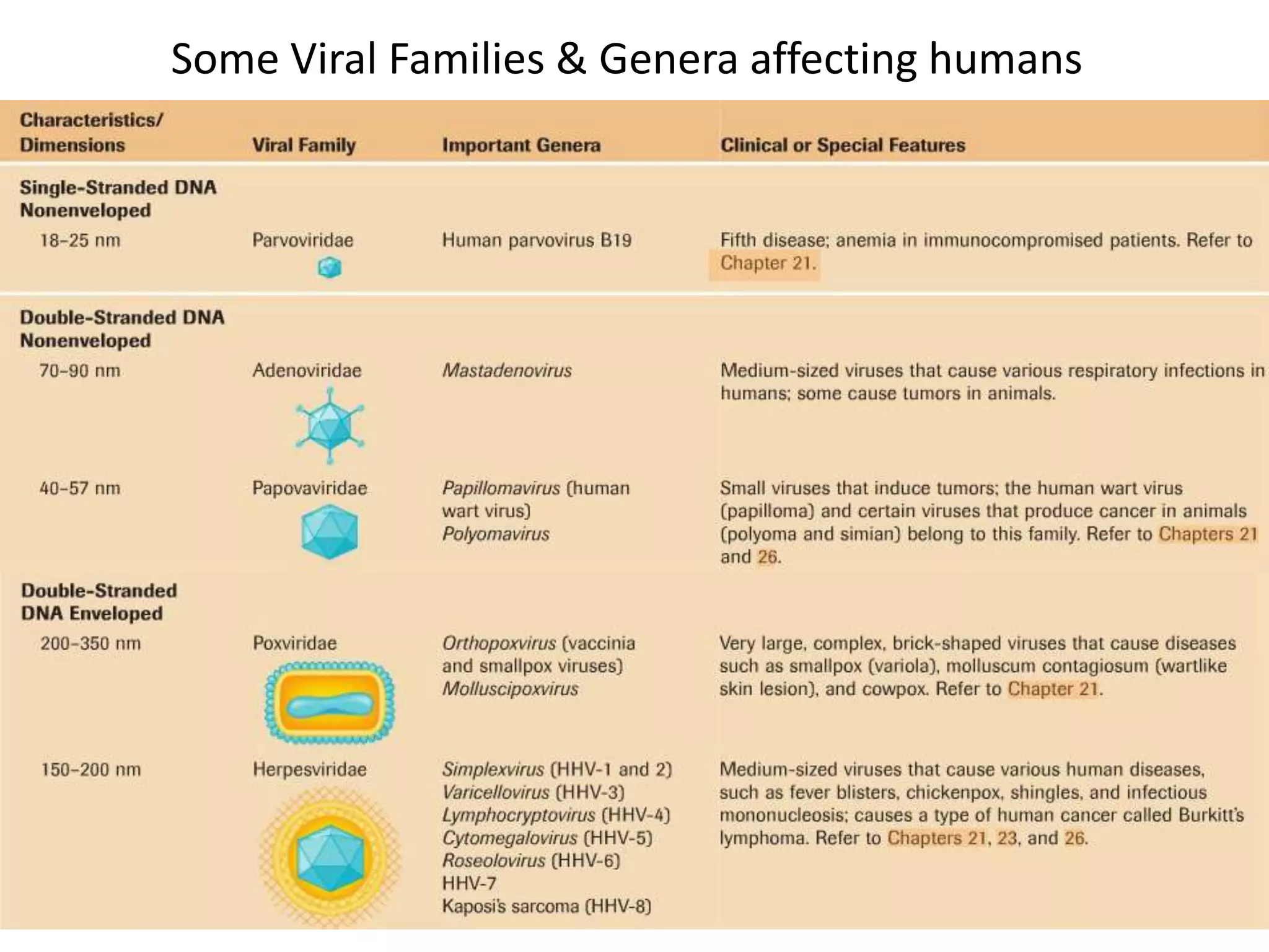 8 - Virus Structure Multiplication | PPT