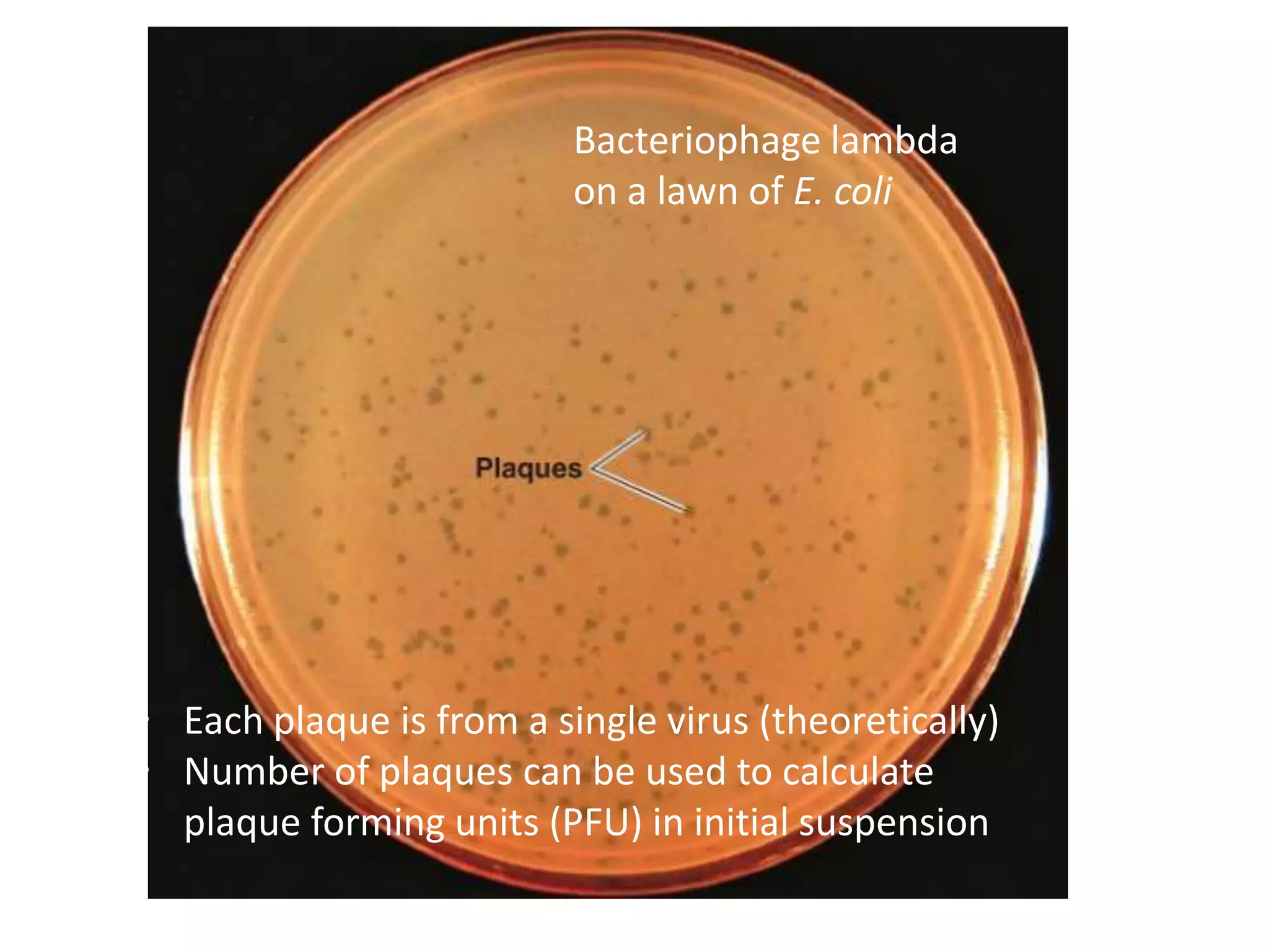 8 - Virus Structure Multiplication | PPT