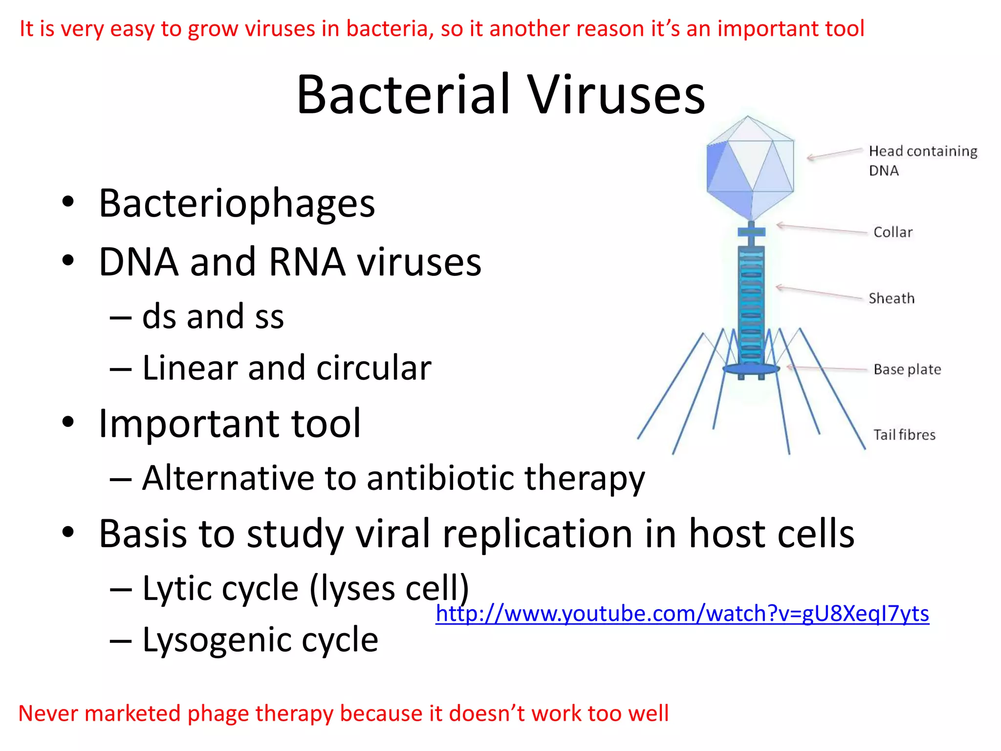 8 - Virus Structure Multiplication | PPT