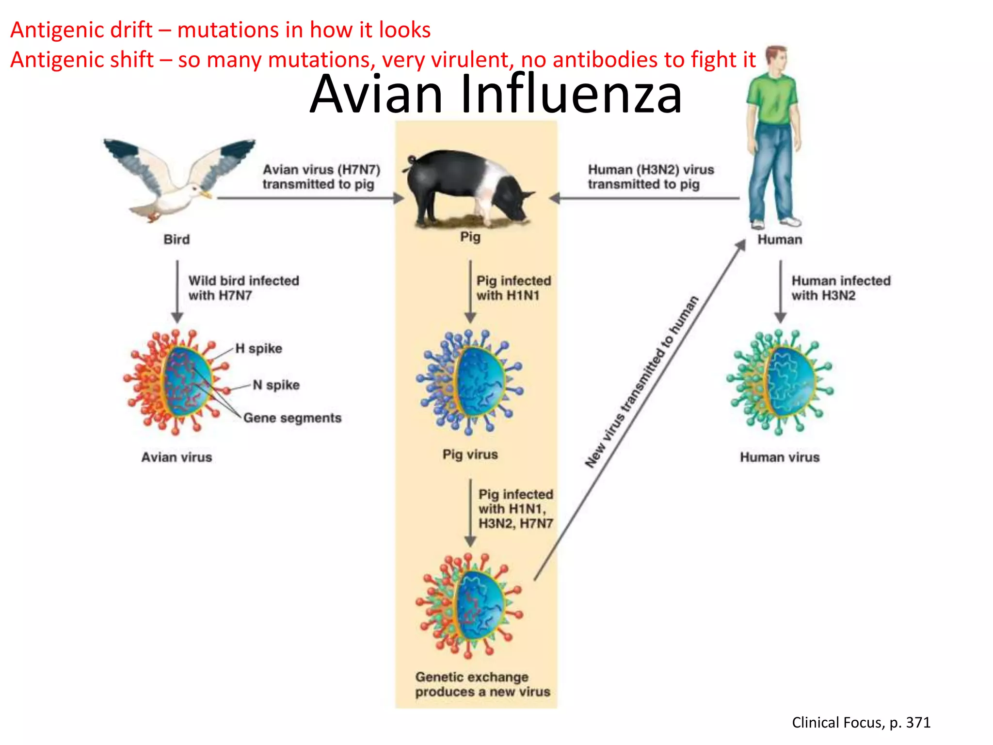 8 - Virus Structure Multiplication | PPT