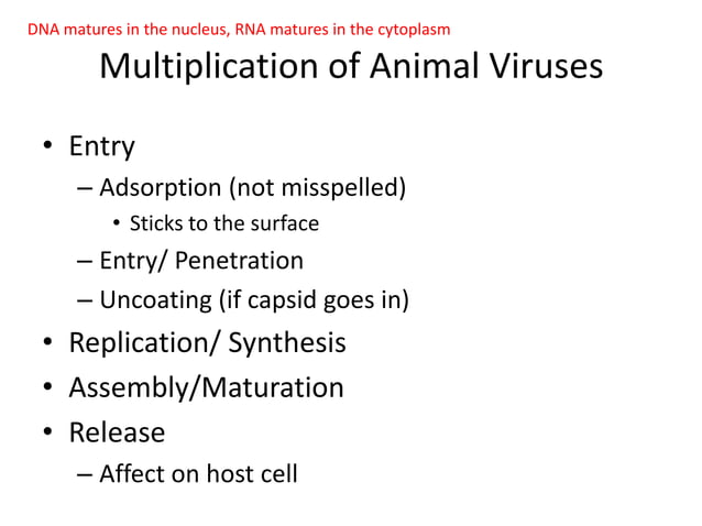 8 - Virus Structure Multiplication | PPT