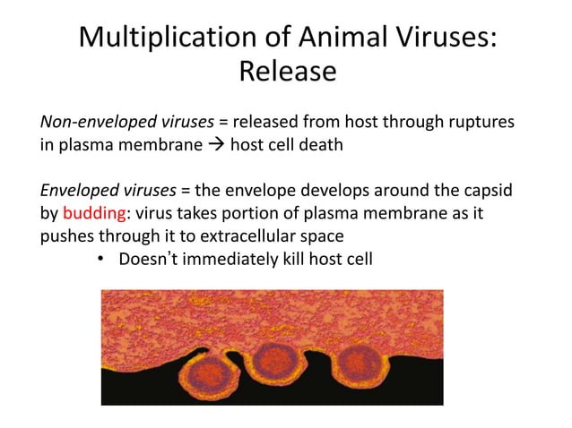 8 - Virus Structure Multiplication | PPT
