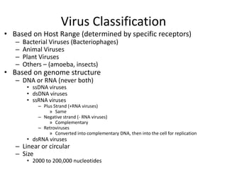 8 - Virus Structure Multiplication | PPT
