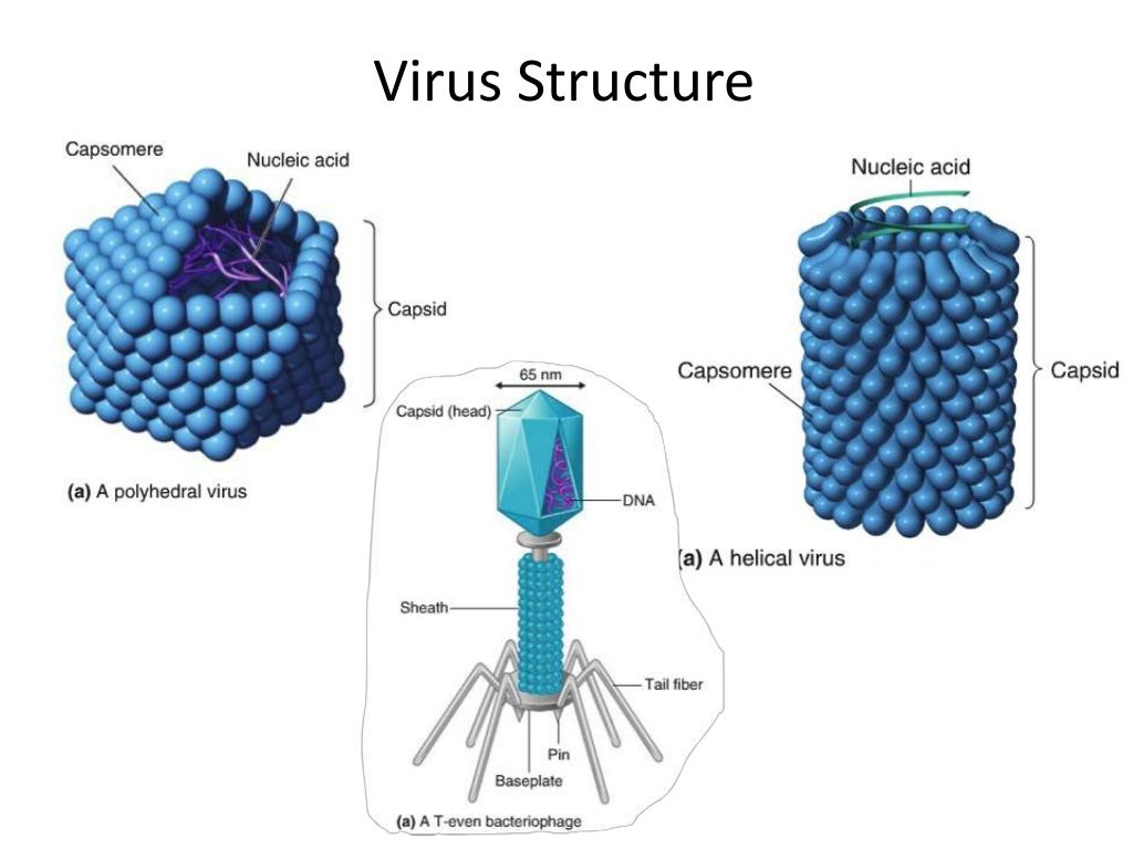 8 - Virus Structure Multiplication