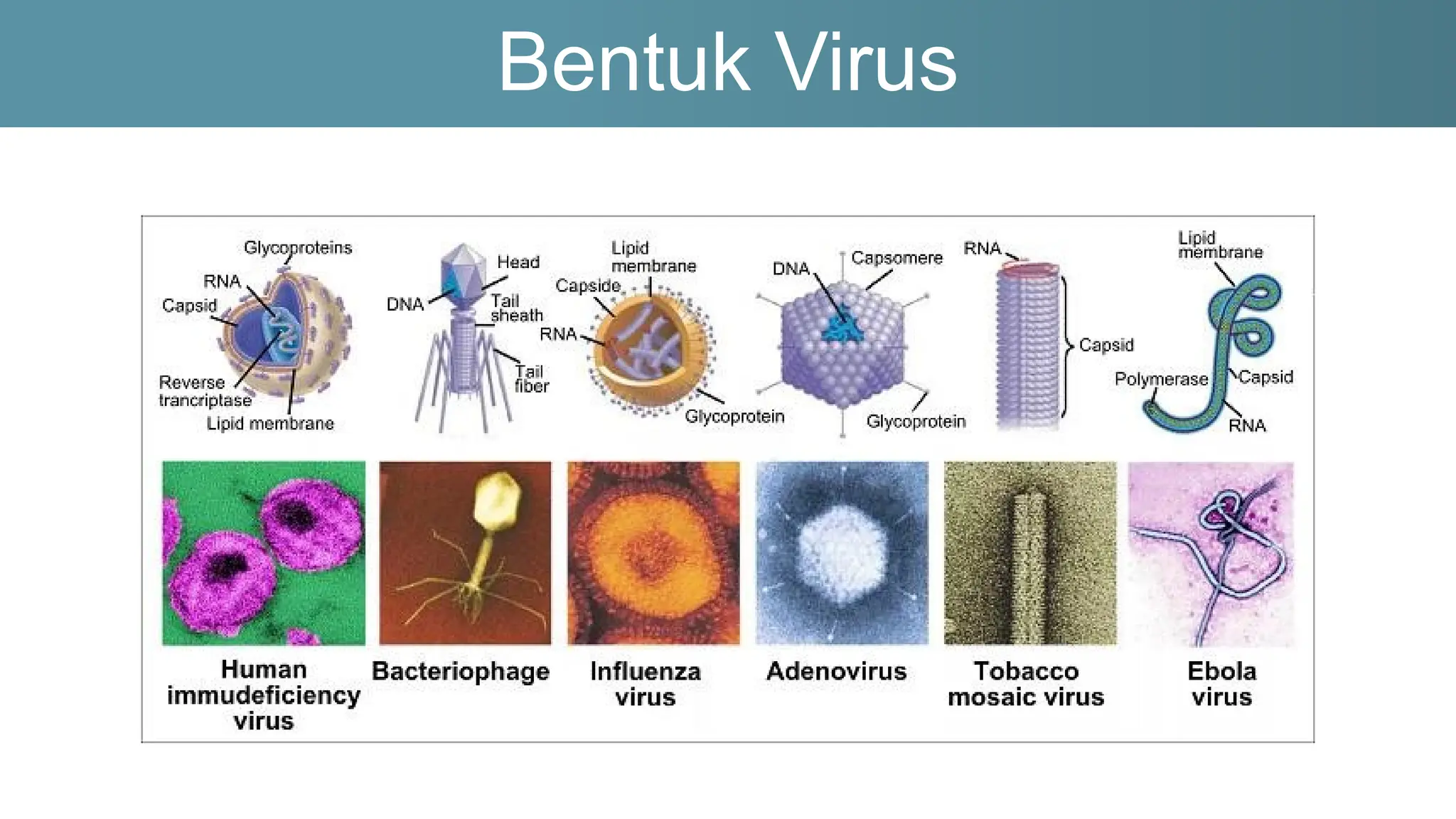 Virus Terbaru UNTUK PELAJAR KELAS 10 SMA | PPTX