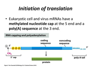 Virus translation | PPTX