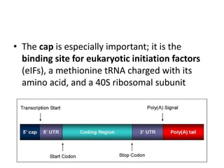 Virus translation | PPTX