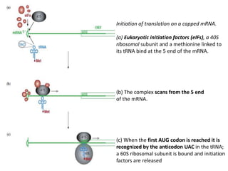 Virus translation | PPTX