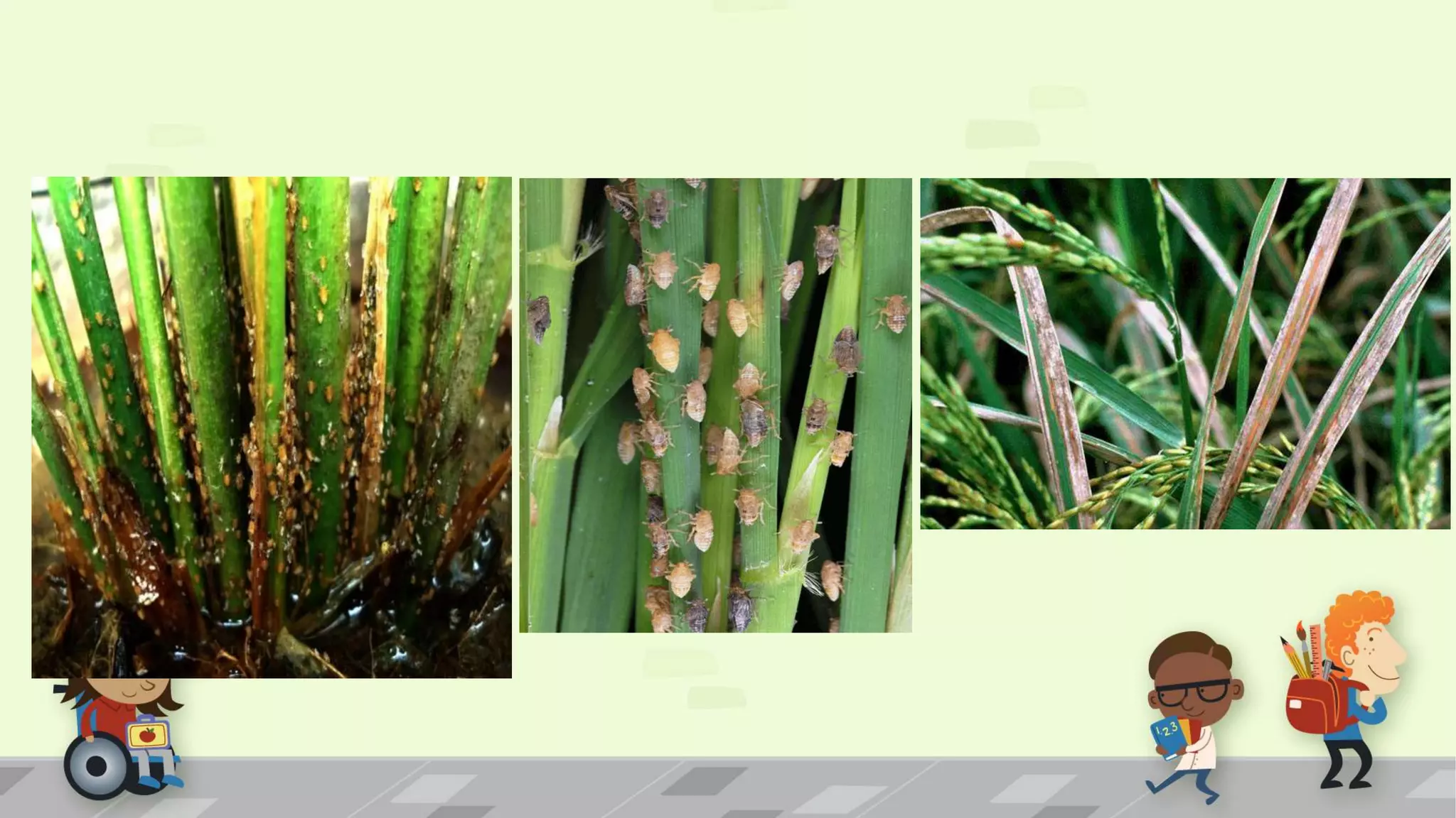 virus pada tanaman padi Virus tungro | PPTX