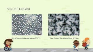 virus pada tanaman padi Virus tungro | PPTX