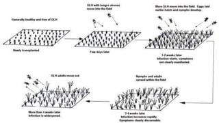 virus pada tanaman padi Virus tungro | PPTX
