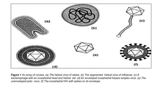 Virus | PPTX | Biological Sciences | Science