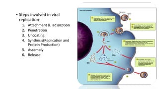 Virus | PPTX | Biological Sciences | Science